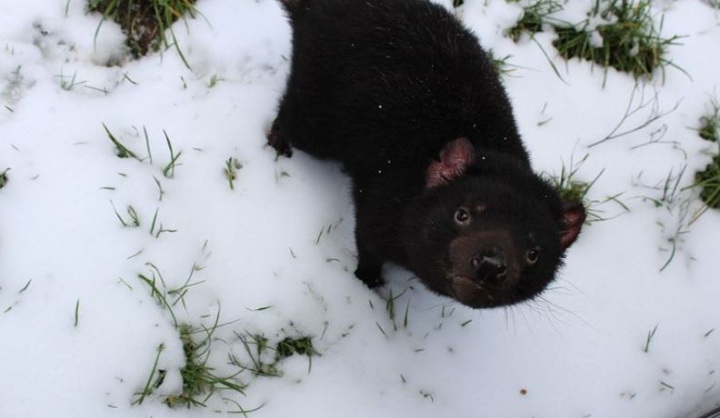 Unimpressed Devil Is Grateful Tassies Cold Snap Is Over