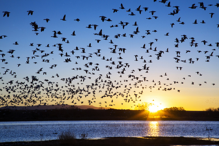 Birds and insects captured by weather radar